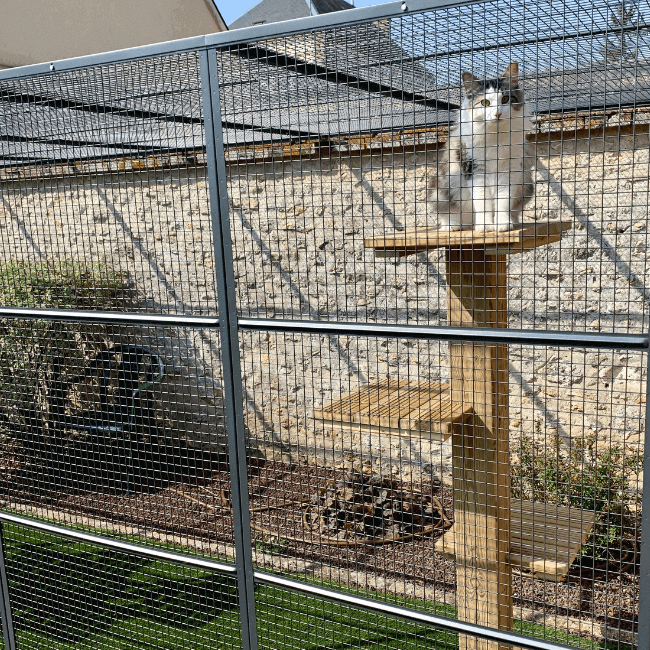 Comment choisir et installer un enclos pour chat ? - Blog Colony and co