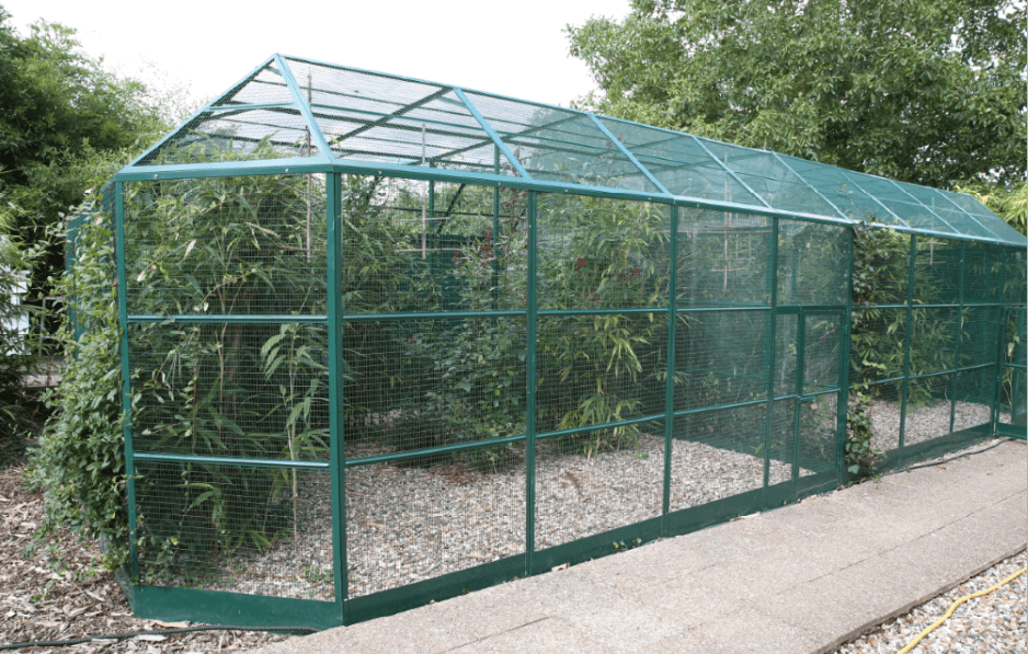 L'intégration d'oiseaux dans une volière - Colony&Co